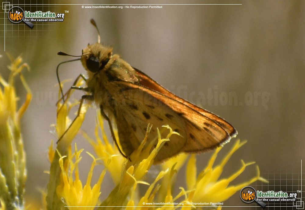 Fiery Skipper