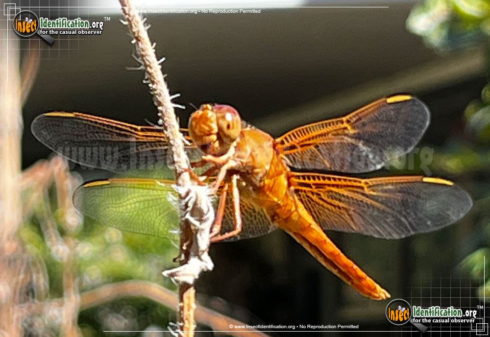 Flame Skimmer