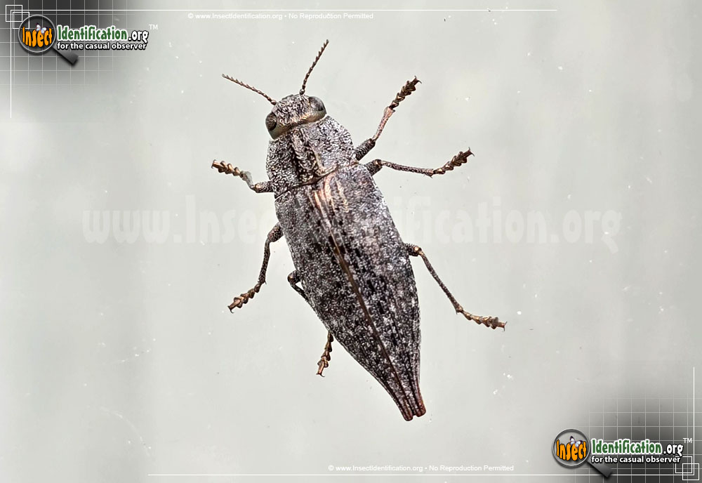 Flatheaded Hardwood Borer
