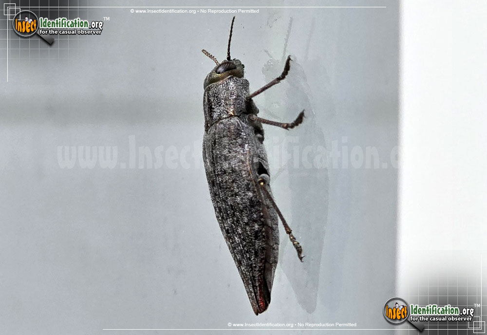 Flatheaded Hardwood Borer