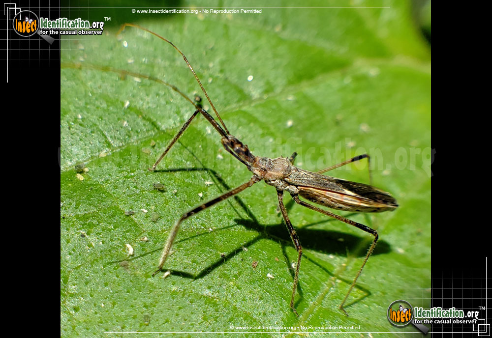 Four-spurred Assassin Bug