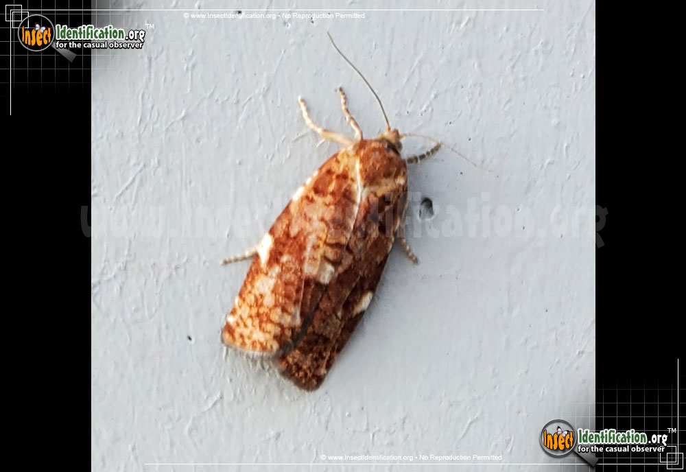 Fruit-Tree Leafroller Moth