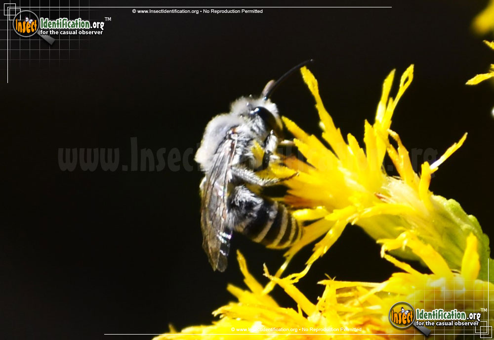 Furrow Bee
