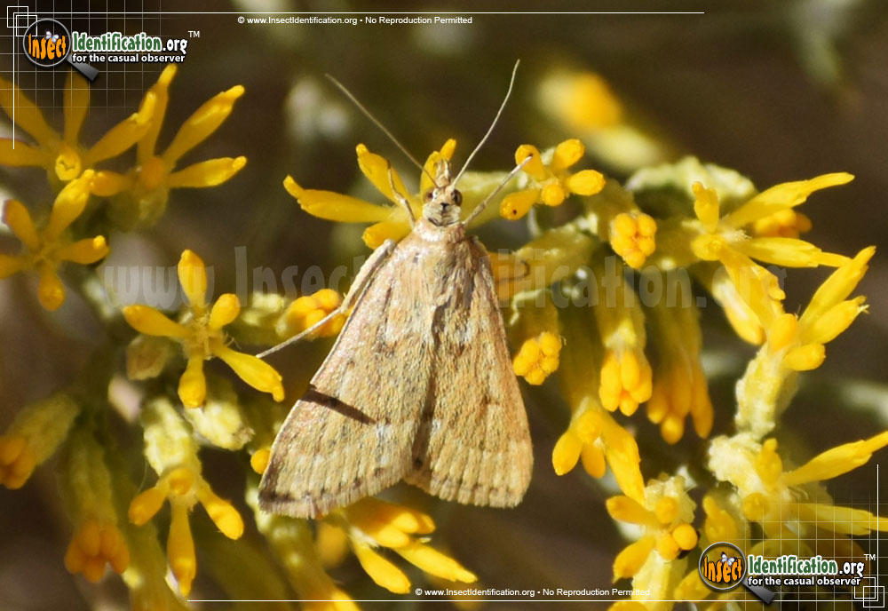 Garden Webworm Moth