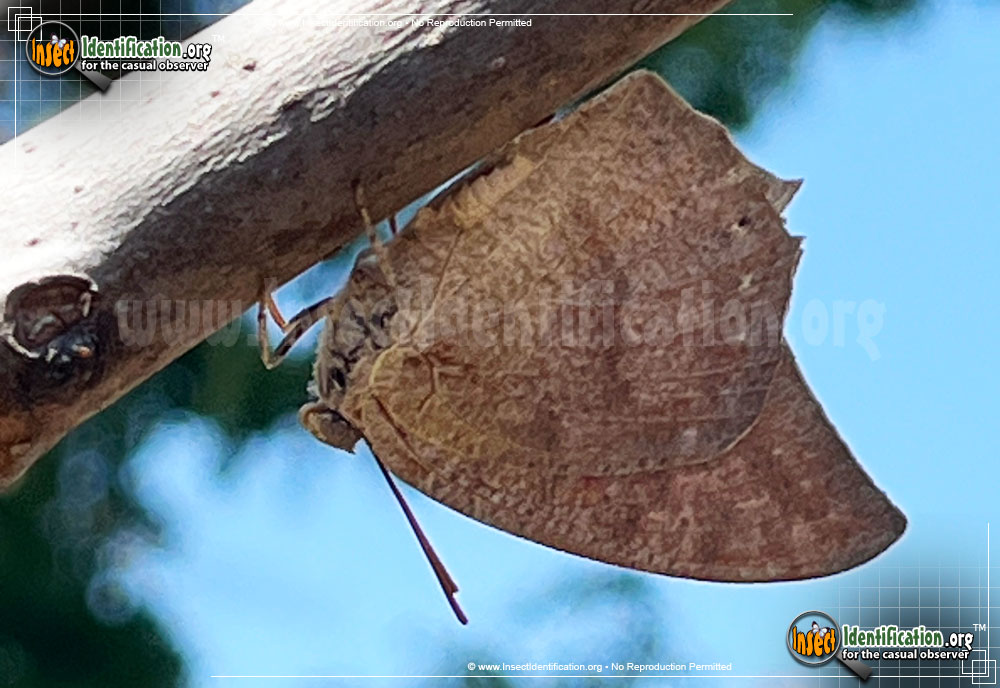Goatweed Leafwing Butterfly