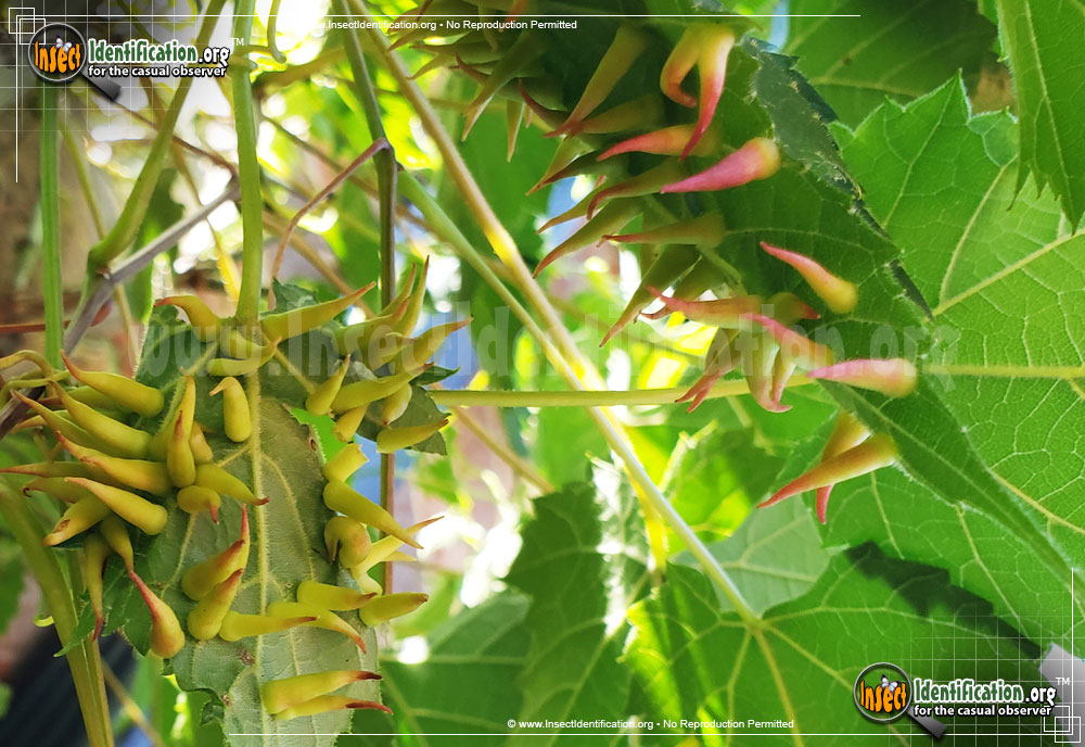 Grape Tube Gallmaker