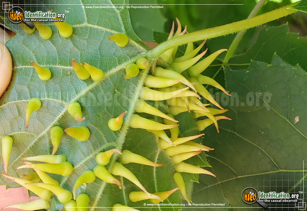 Grape Tube Gallmaker