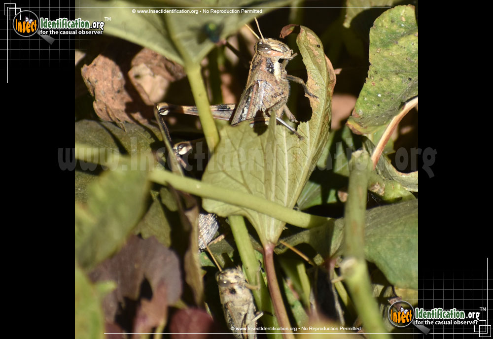 Gray Bird Grasshopper