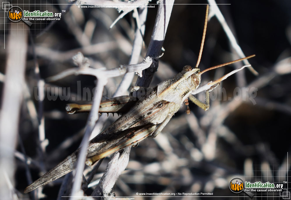 Gray Bird Grasshopper