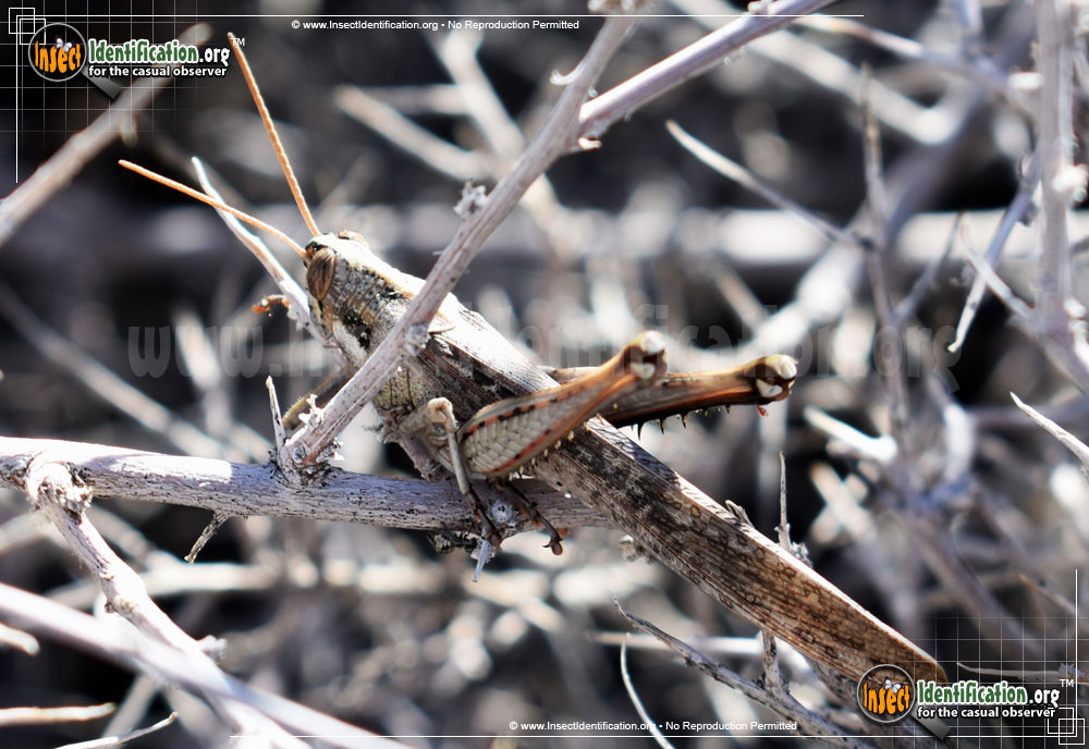 Gray Bird Grasshopper