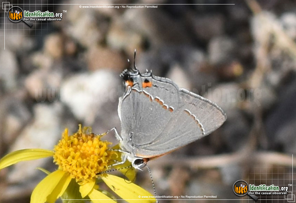 Gray Hairstreak Butterfly