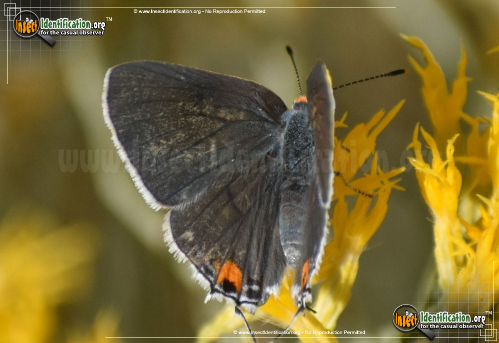 Gray Hairstreak Butterfly