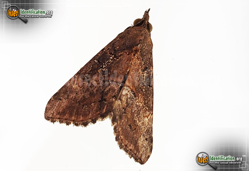 Green Cloverworm Moth