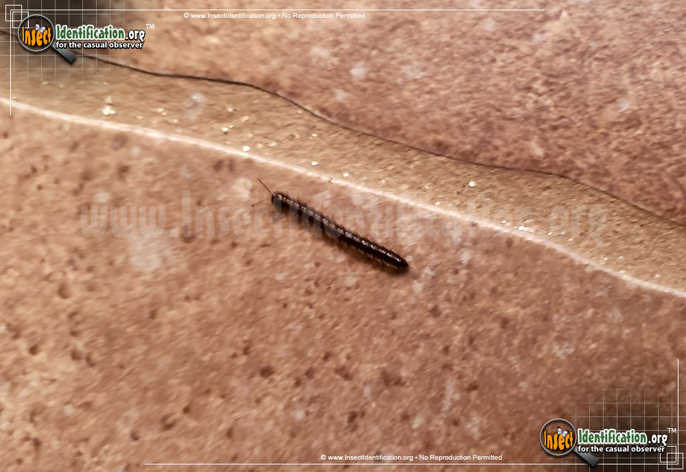 Greenhouse Millipede