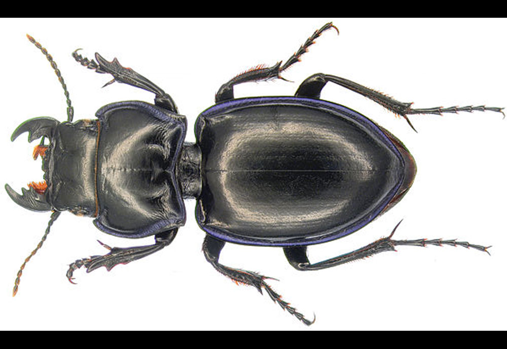 Ground Beetle