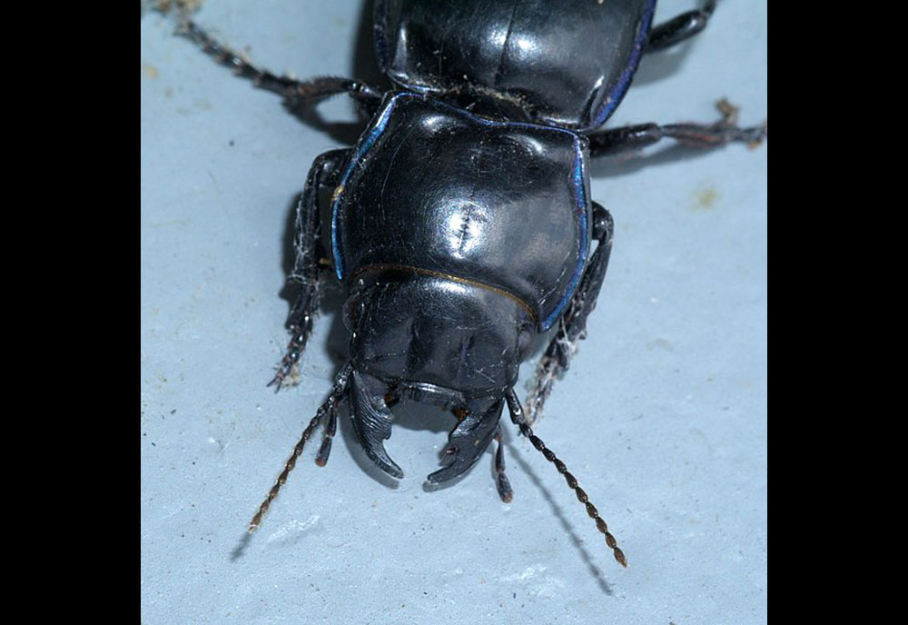 Ground Beetle