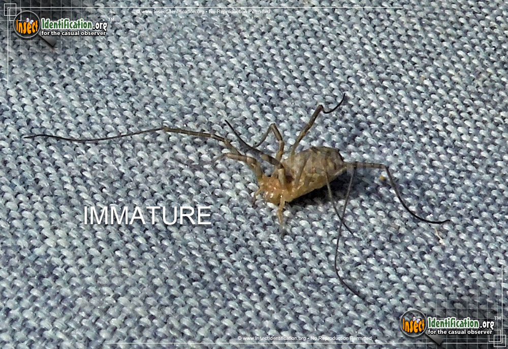 Harvestman