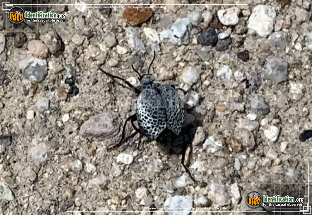 Inflated Beetle