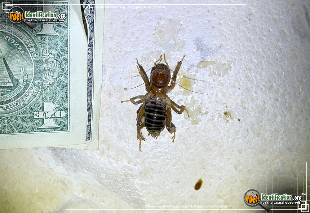 Jerusalem Cricket
