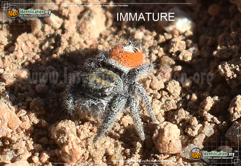 Johnson Jumping Spider
