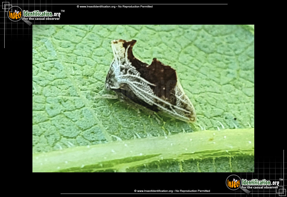 Keeled Treehopper