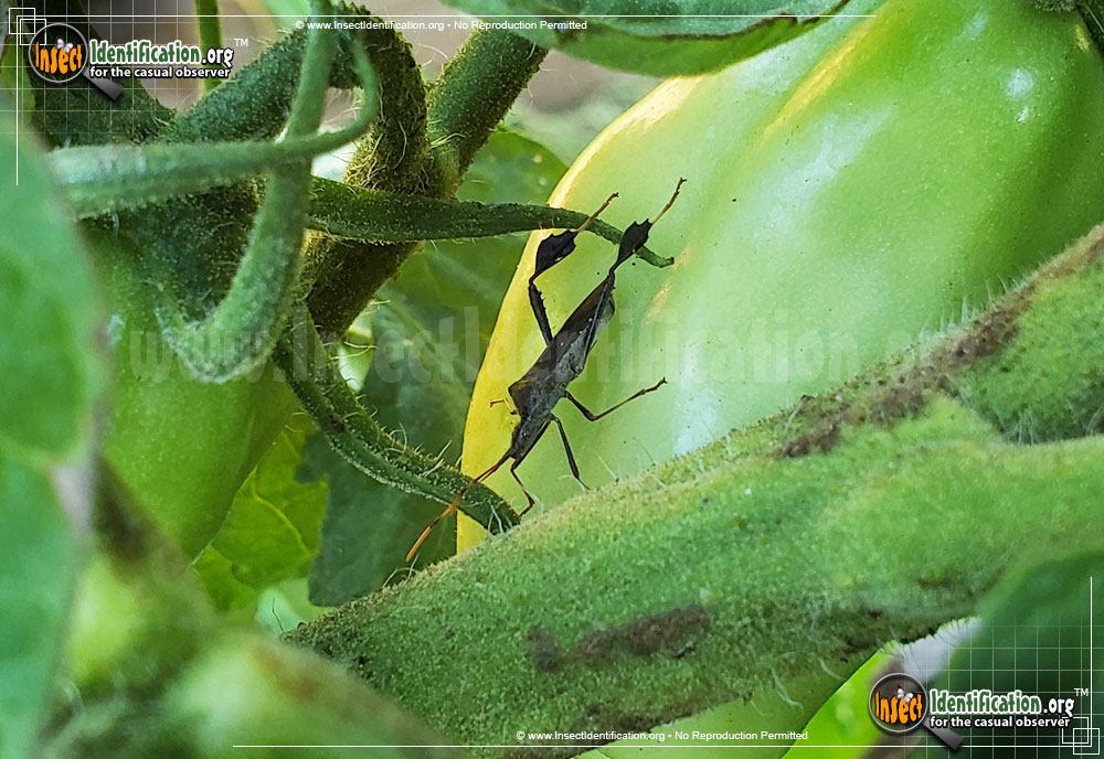 Leaf-footed Bug - L. oppositus