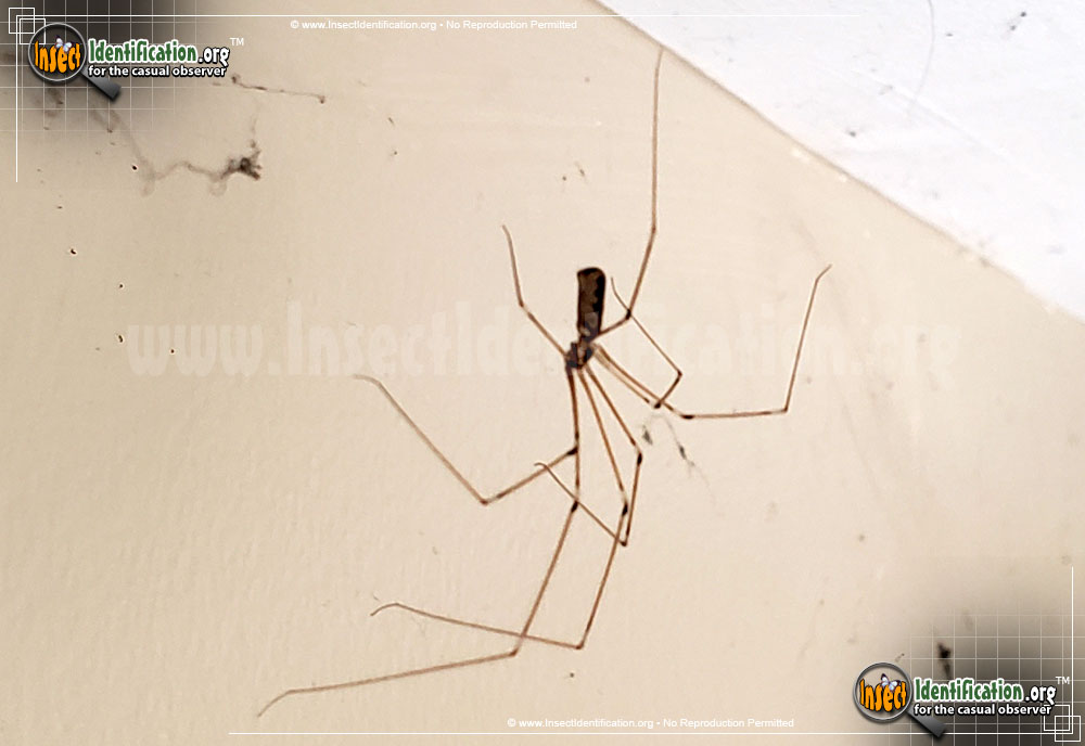 Cellar Spider Cellar Spiders Colonial Pest Control