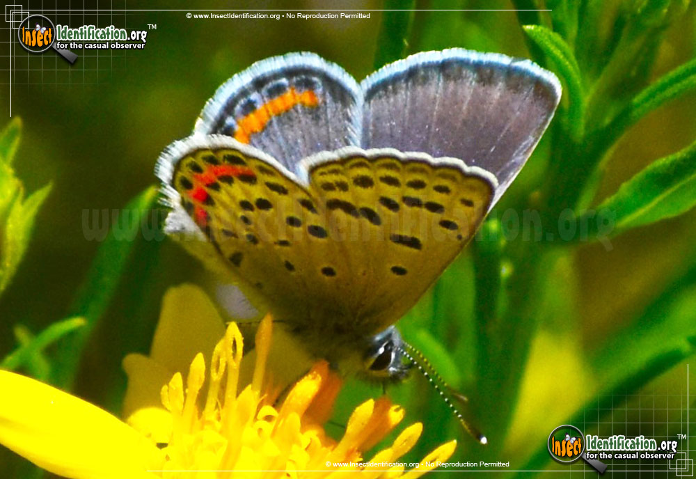 Lupine Blue Butterfly