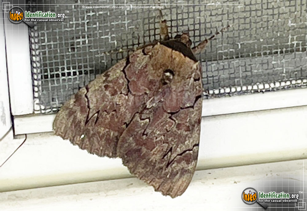 Magdalen Underwing Moth