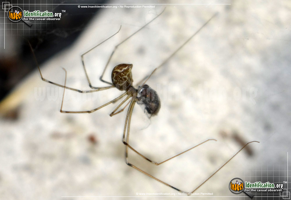 Marbled Cellar Spider