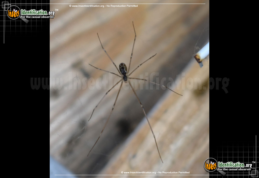 Marbled Cellar Spider