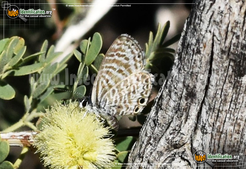 Marine Blue Butterfly