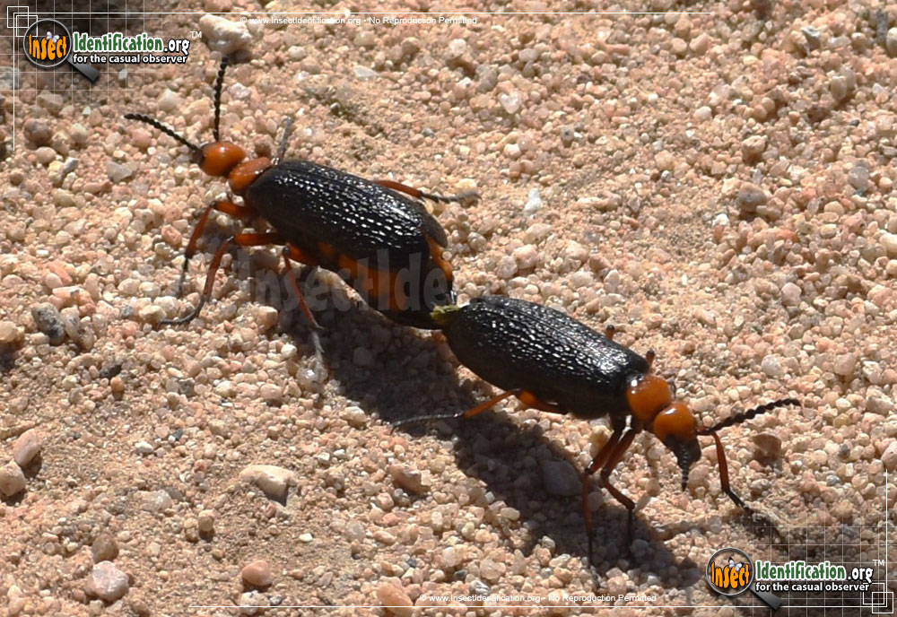 Master Blister Beetle