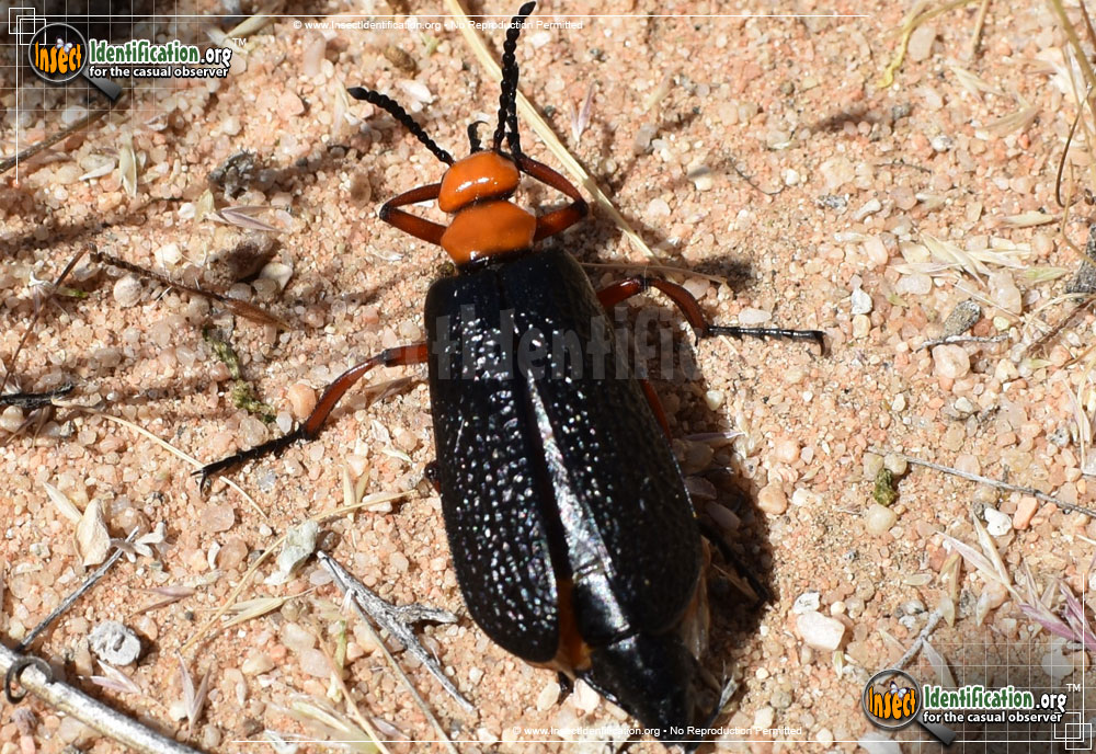 Master Blister Beetle