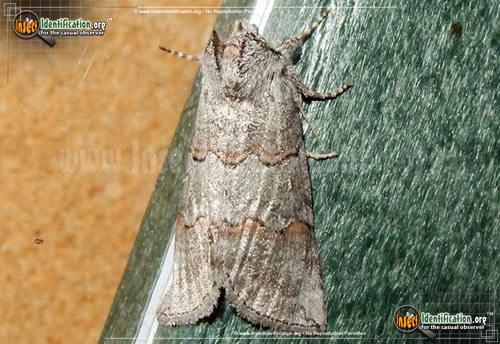 Alberta Lutestring Moth