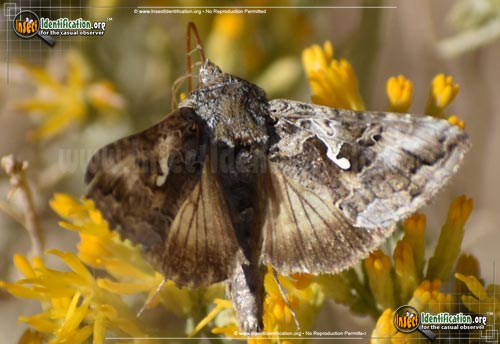 Alfalfa Looper Moth