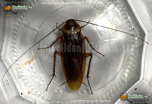 American Cockroach
