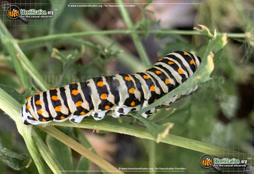Anise Swallowtail Butterfly