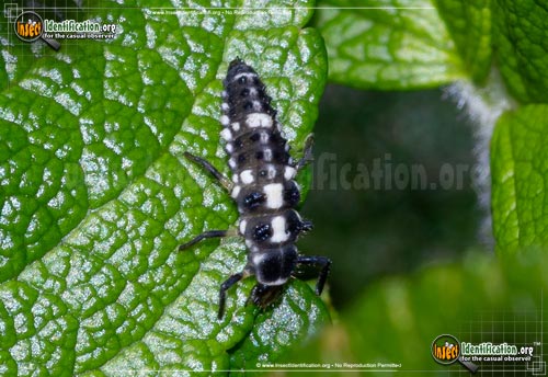Ashy Gray Lady Beetle