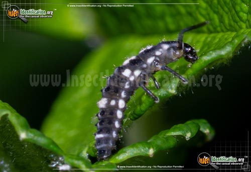 Ashy Gray Lady Beetle