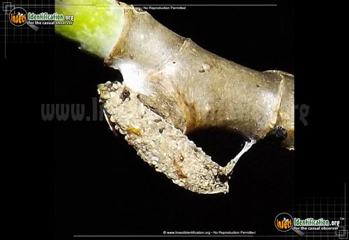 Bagworm Moth