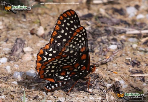 Baltimore Checkerspot