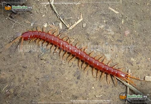 Bark Centipede