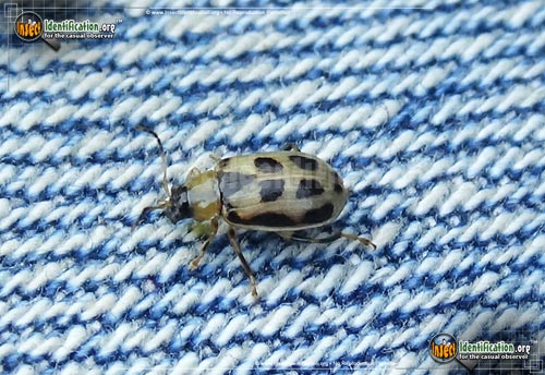 Bean Leaf Beetle