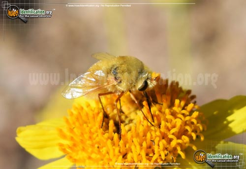 Bee Fly - Lordotus sp.