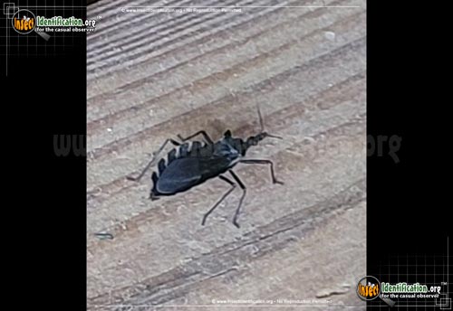 Black Bee Assassin Bug