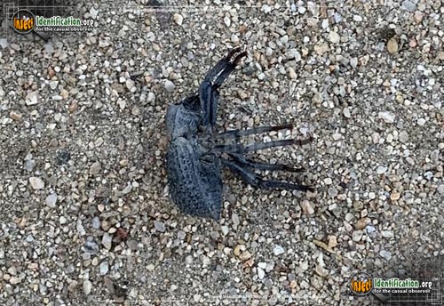 Blue Death-feigning Beetle