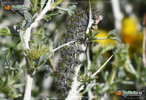Buck Moth