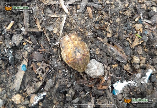 Bumble Flower Beetle