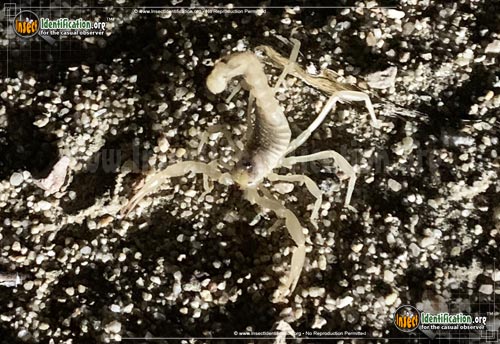 California Common Scorpion